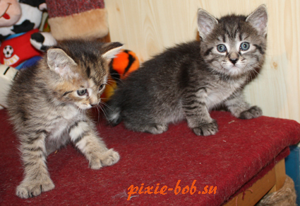 Cattery Berenday питомник редких кошек - пикси-бор и тойгер